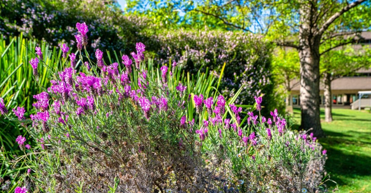 Gallery | Burgmann College